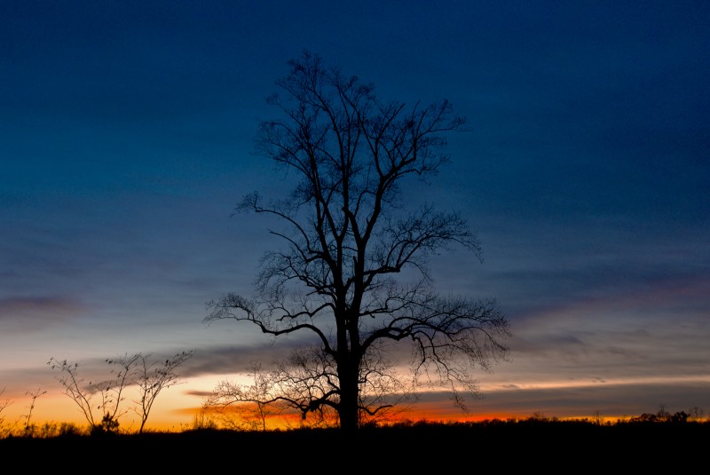 Lone, bare tree at sunset • John Parris